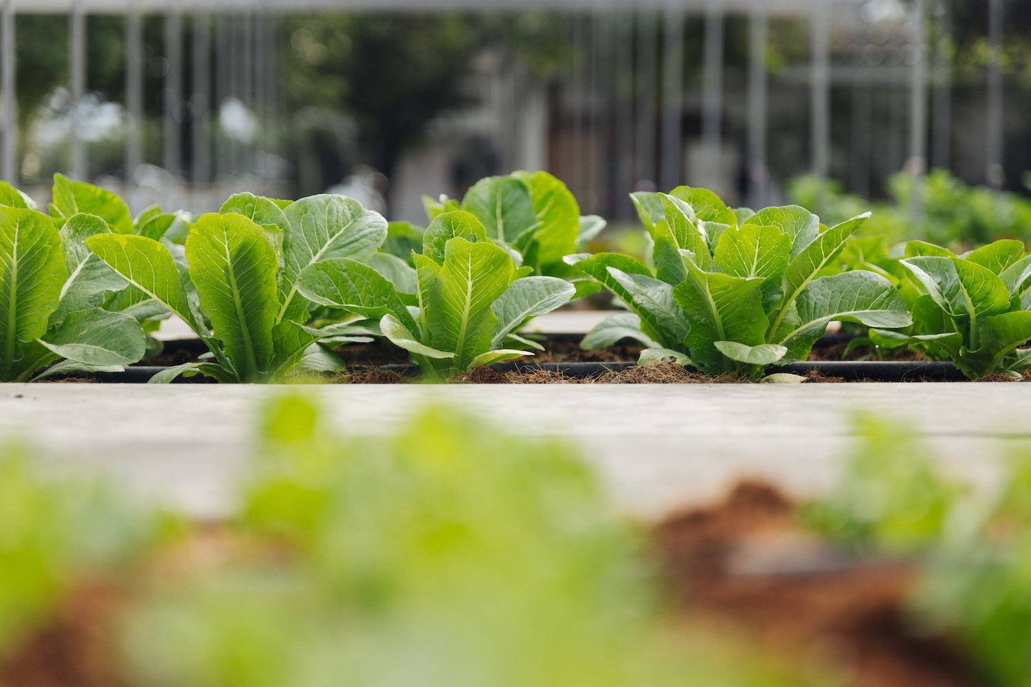 COROFIELD กับ 6 กิจกรรม 'The Thousand Moods of Plant' ที่ให้พืชสร้าง ...